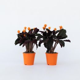 Plant in a Box - Korbmarante - 2 Stk - Calathea crocata 'Tassmania' - Höhe 40-50cm - Topf 14cm