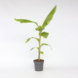 Plant in a Box - Bananenpflanze - Musa basjoo - Höhe 55-70cm - Topf 21cm