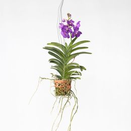 Plant in a Box - Vanda-Orchidee - Vanda 'Blue' - Höhe 45-55cm - Topf 12cm