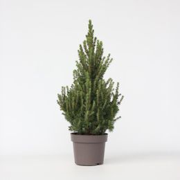 Plant in a Box - Mini-Weihnachtsbaum - Picea glauca conica 'December' - Höhe 75-85cm - ø21cm