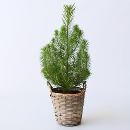 Plant in a Box - Pinie - Pinus Pinea 'Silver Crest' - Höhe 40-50cm - Topf 15cm