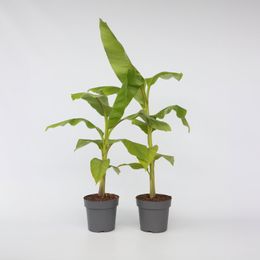 Plant in a Box - Bananenpflanze - 2 Stk - Musa basjoo - Höhe 55-70cm - Topf 21cm