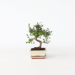 Plant in a Box - Bonsaibaume - Zelkova serrata - Höhe 20-30cm - Topf 20cm