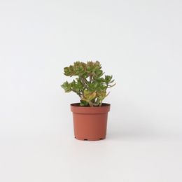 Plant in a Box - Jadepflanze - Crassula ovata 'Minor' - Höhe 45-50cm - Topf 23cm