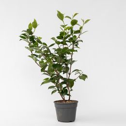 Plant in a Box - Japanische Rose - Camellia japonica 'Lady Campbell' - Höhe 50-60cm - Topf 15cm