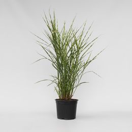 Plant in a Box - Chinaschilf Zebrinus - Miscanthus sinensis 'Zebrinus' - Höhe 20-30cm - Topf 23cm