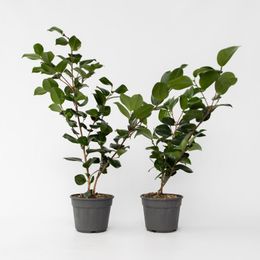 Plant in a Box - Japanische Rose - 2 Stk - Camellia japonica 'Bonomiana' - Höhe 50-60cm - Topf 15cm