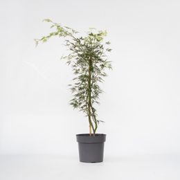 Plant in a Box - Japanischer Ahorn - Acer palmatum 'Emerald Lace' - Höhe 60-70cm - Topf 19cm