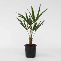 Plant in a Box - Windmühlenpalme - 4 Stk - Trachycarpus Fortunei - Höhe 35-45cm - Topf 15cm