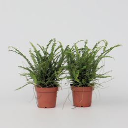 Plant in a Box - Knopf-Farn - 2 Stk - Nephrolepis 'Duffii' - Höhe 25-40cm - Topf 12cm