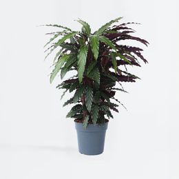 Plant in a Box - Korbmarante - Calathea 'Wavestar' - Höhe 90cm - Topf 27cm