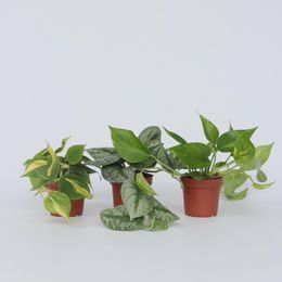 Plant in a Box - Efeutute - 3 Stk - Philodendron, Epipremnum - Höhe 25-40cm - Topf 12cm