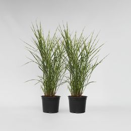 Plant in a Box - Chinaschilf Zebrinus - 2 Stk - Miscanthus 'Zebrinus' - Höhe 20-30cm - Topf 23cm