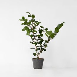 Plant in a Box - Japanische Rose - Camellia japonica 'Bonomiana' - Höhe 50-60cm - Topf 15cm