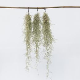 Plant in a Box - Spanisches Moos - 3 Stk - Tillandsia usneoides - Höhe 25-40cm - Topf 5cm