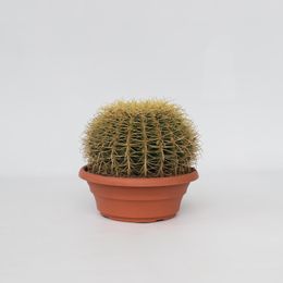 Plant in a Box - Goldkugelkaktus - Echinocactus grusonii - Höhe 40-45cm - Topf 25cm