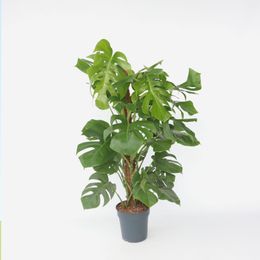 Plant in a Box - Fensterblatt - Monstera deliciosa - Höhe 120-130cm - Topf 24cm