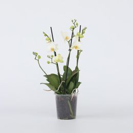 Plant in a Box - Schmetterlingsorchidee - Phalaenopsis Multiflora - Höhe 35-45cm - Topf 12cm