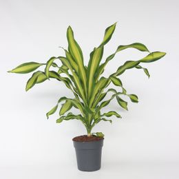 Plant in a Box - Drachenbaum - Dracaena fragrans 'Charley' - Höhe 100-110cm - Topf 24cm