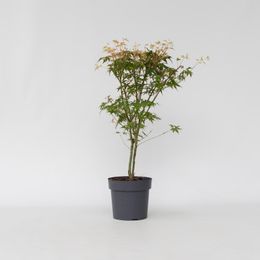 Plant in a Box - Japanischer Ahorn - 2 Stk - Acer palmatum 'Katsura' - Höhe 60-70cm - Topf 19cm