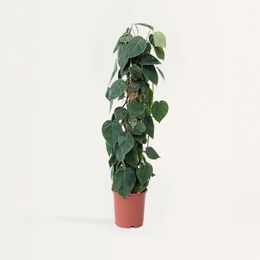 Plant in a Box - Baumfreund - Philodendron scandens - Höhe 150-160cm - Topf 27cm