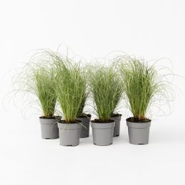 Plant in a Box - Blaugrünes Schwingel - 6 Stk - Festuca glauca Elijah Blue - Höhe 10-15cm - Topf 9cm