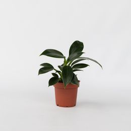 Plant in a Box - Baumfreund - Philodendron 'Green Princess' - Höhe 20-30cm - Topf 12cm