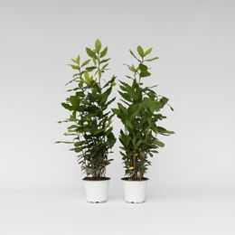 Plant in a Box - Lorbeerstrauch - 2 Stk - Laurus nobilis - Höhe 30-40cm - Topf 14cm