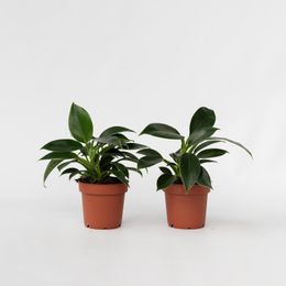 Plant in a Box - Baumfreund - 2 Stk - Philodendron 'Green Princess' - Höhe 20-30cm - Topf 12cm