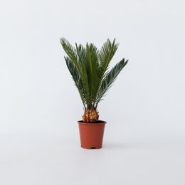 Plant in a Box - Sagopalmfarn - 4 Stk - Cycas revoluta - Höhe 45-60cm - Topf 15cm