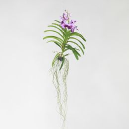 Plant in a Box - Vanda-Orchidee - Vanda 'Lila' - Höhe 55-65cm