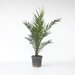 Plant in a Box - Kanarische Dattelpalme - Phoenix canariensis - Höhe 80-100cm - Topf 19cm