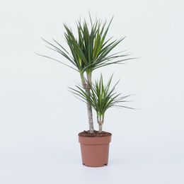 Plant in a Box - Drachenbaum - Dracaena marginata - Höhe 70-80cm - Topf 17cm