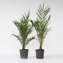 Plant in a Box - Kanarische Dattelpalme - 2 Stk - Phoenix canariensis - Höhe 80-100cm - Topf 19cm