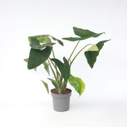 Plant in a Box - Alokasie - Alocasia 'Zebrina' - Höhe 140-150cm - Topf 32cm