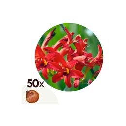 Plant in a Box - Montbretie - 50 Stk - Crocosmia curtonus 'Lucifer' - Blumenzwiebeln - Rot