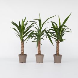 Plant in a Box - Palmlilie - 6 Stk - Yucca elephantipes - Höhe 50-60cm - Topf 14cm