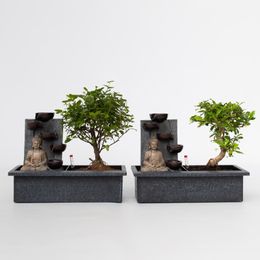 Plant in a Box - Bonsaibaume - 2 Stk - Bonsai - Höhe 25-35cm - Topf 29cm