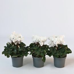 Plant in a Box - Zyklame - 3 Stk - Cyclamen persicum 'Metis White' - Höhe 10-20cm - Topf 9cm