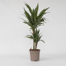 Plant in a Box - Drachenbaum - Dracaena Deremensis 'Warneckei' - Höhe 60-70cm - Topf 17cm