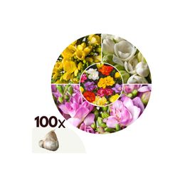 Plant in a Box - Freesien - 100 Stk - Freesia Mix - Blumenzwiebeln - Mehrfarbig