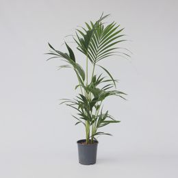 Plant in a Box - Kentia Palme - Howea forsteriana - Höhe 90-100cm - Topf 18cm