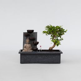 Plant in a Box - Bonsaibaume - Bonsai - Höhe 25-35cm - Topf 29cm