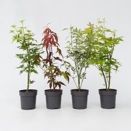 Plant in a Box - Japanischer Ahorn - 4 Stk - Acer palmatum - Höhe 25-40cm - Topf 11cm