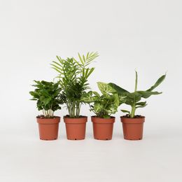 Plant in a Box - Vier Pflanzen - 4 Stk - Chamaedorea Musa Syngonium Coffea - Höhe 25-40cm - Topf 12cm