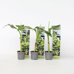 Plant in a Box - Bananenpflanze - 3 Stk - Musa basjoo - Höhe 25-40cm - Topf 9cm