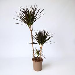 Plant in a Box - Drachenbaum - Dracaena marginata 'Magenta' - Höhe 110-130cm - Topf 24cm