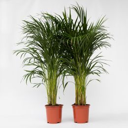 Plant in a Box - Goldfruchtpalme - 2 Stk - Dypsis lutescens - Höhe 100-120cm - Topf 21cm