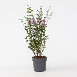 Plant in a Box - Flieder - Syringa 'Bloomerang' - Höhe 55-65cm - Topf 19cm