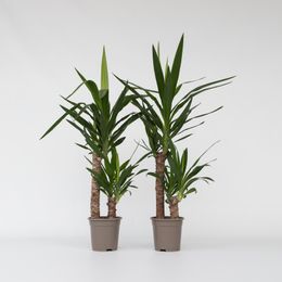 Plant in a Box - Palmlilie - 2 Stk - Yucca elephantipes - Höhe 70-80cm - Topf 17cm